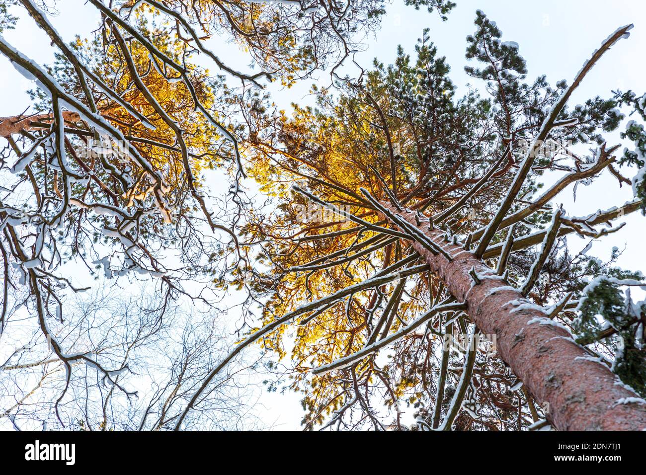 Sun through trees looking up hi-res stock photography and images - Alamy