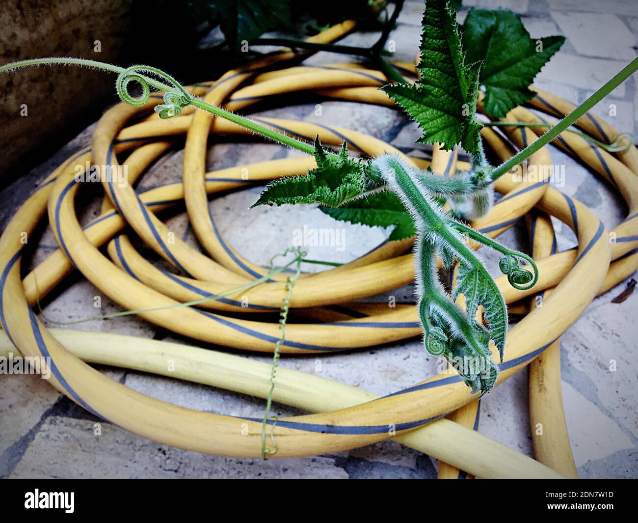 Tangled Hose High Resolution Stock Photography and Images - Alamy