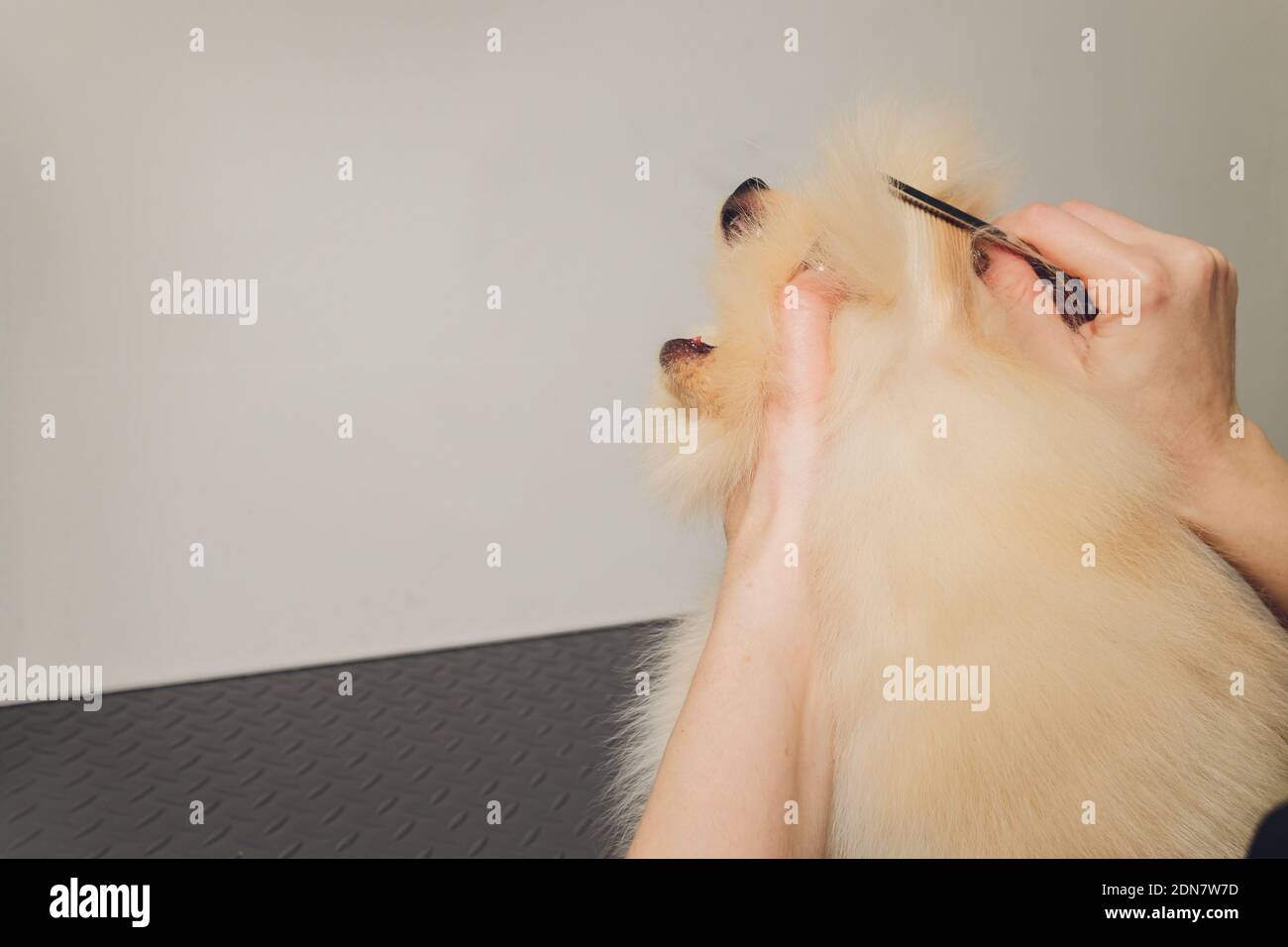 Ears pinned hi-res stock photography and images - Alamy