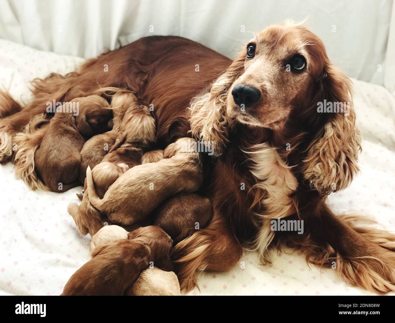 American Cocker Spaniel How To Feed