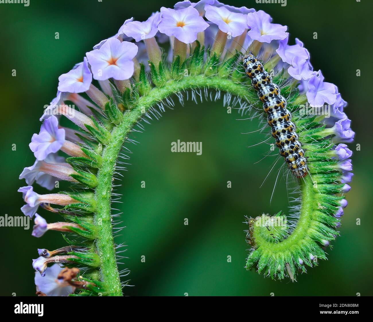 Indian caterpillar hi-res stock photography and images - Alamy