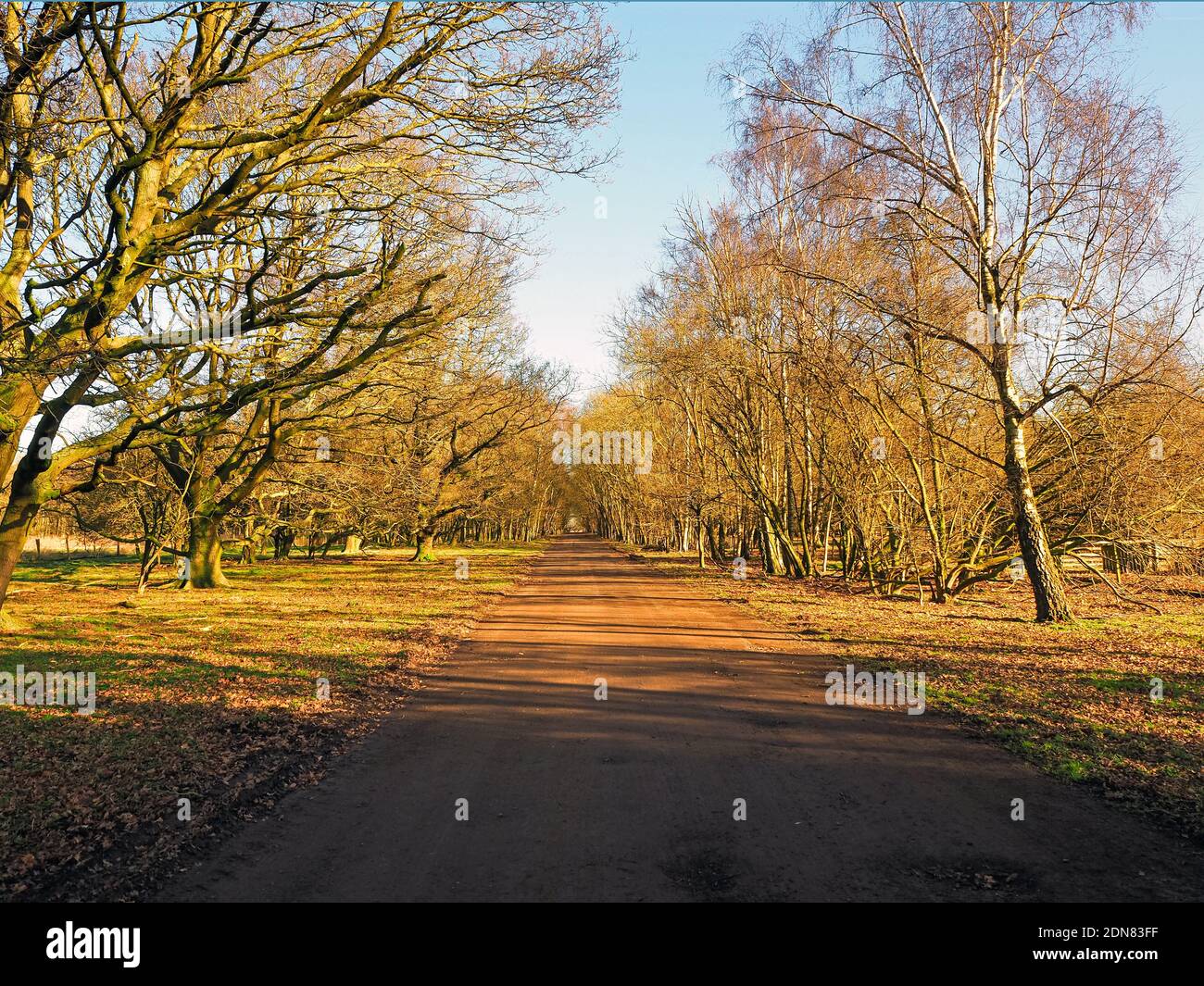 Lane between trees and grass verges in Skipwith Common National Nature ...