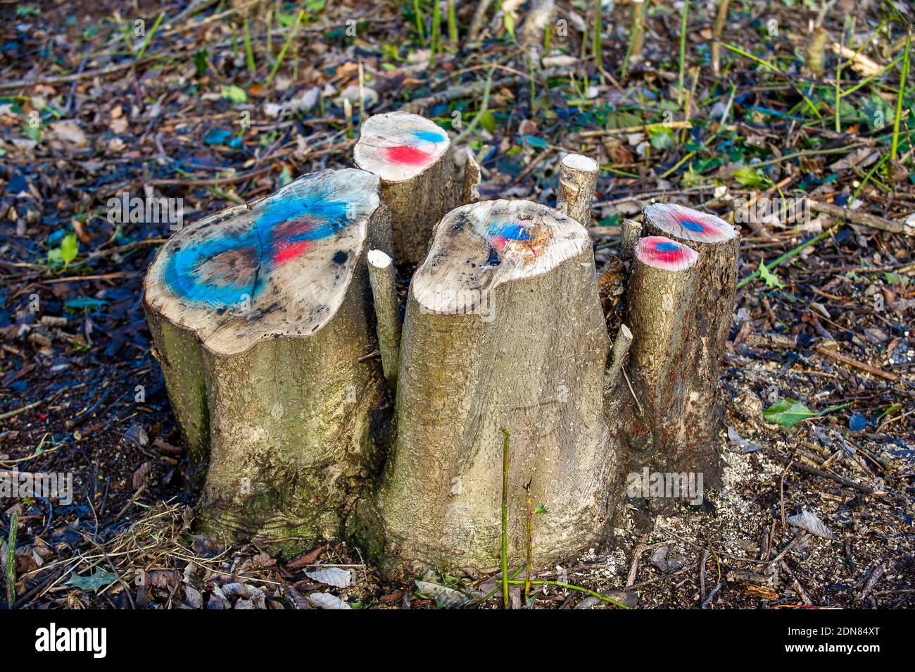 Hs2 tree stumps hi-res stock photography and images - Alamy
