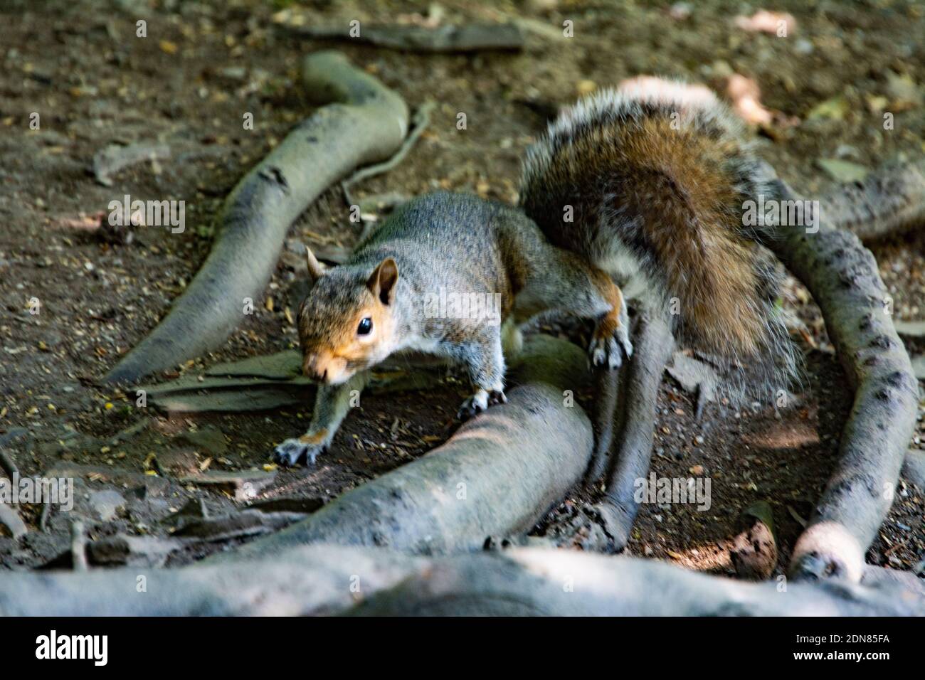 Squirrel In A Forest Stock Photo - Alamy