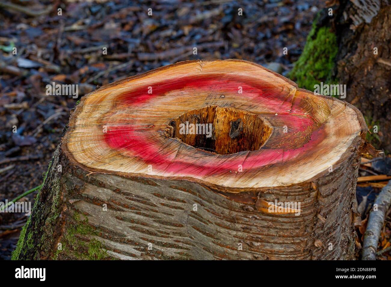 Hs2 habitat destruction hi-res stock photography and images - Alamy