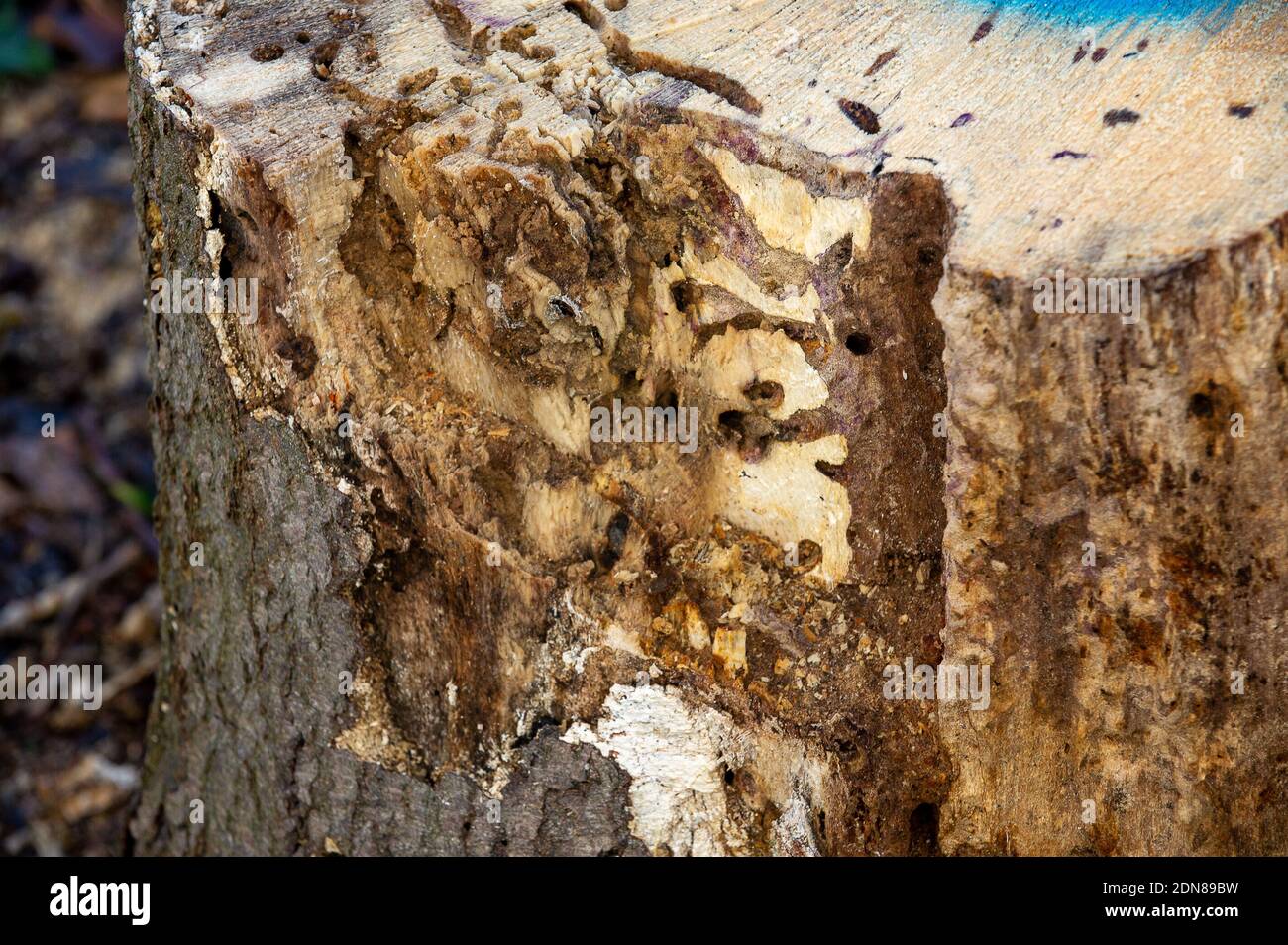 Aylesbury Vale, Buckinghamshire, UK. 17th December, 2020. The sad sight ...