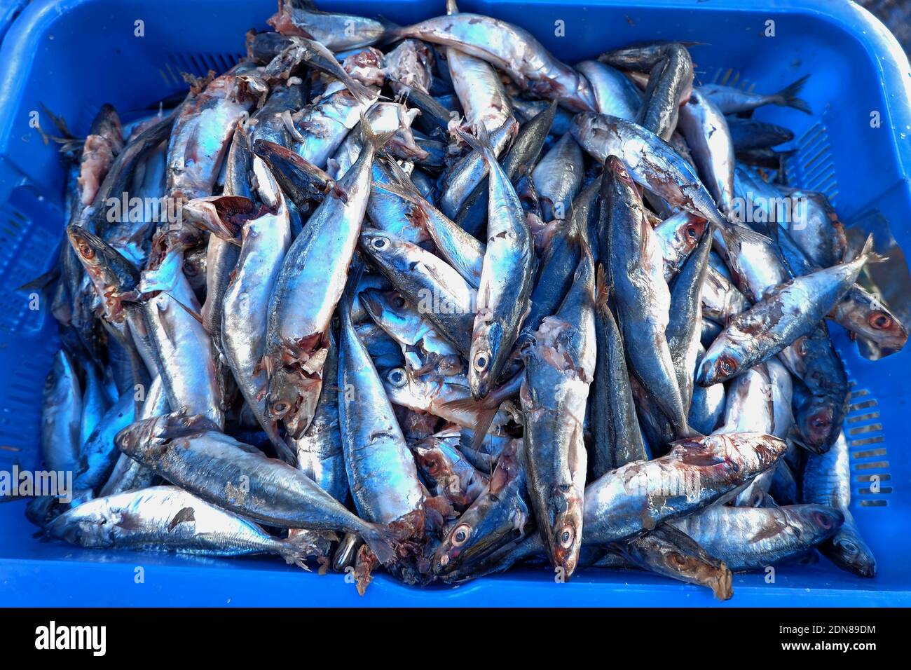 Batang fish hi-res stock photography and images - Alamy