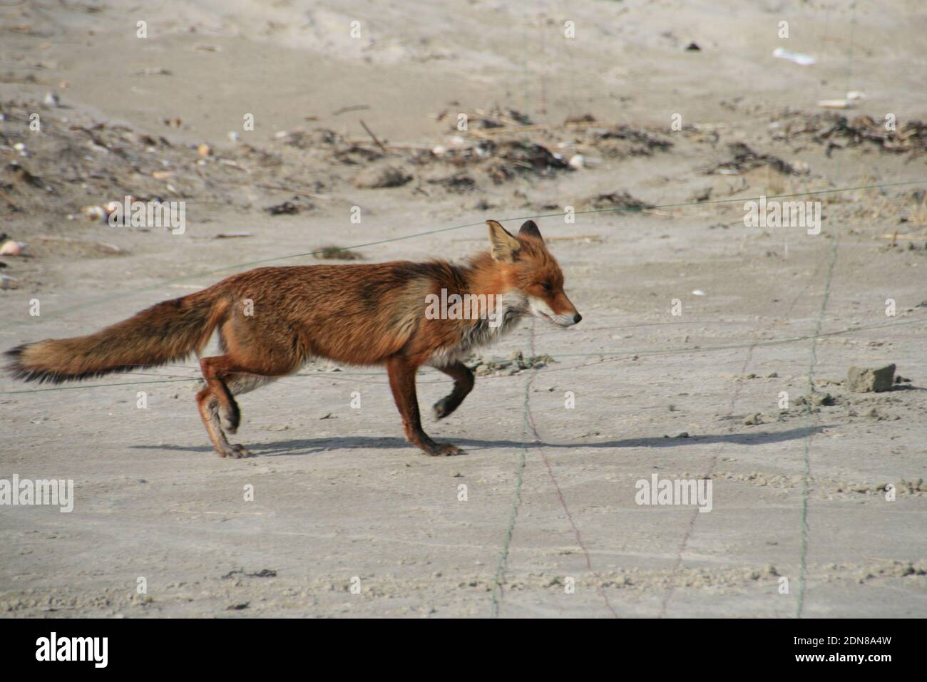 Side view red fox running hi-res stock photography and images - Alamy