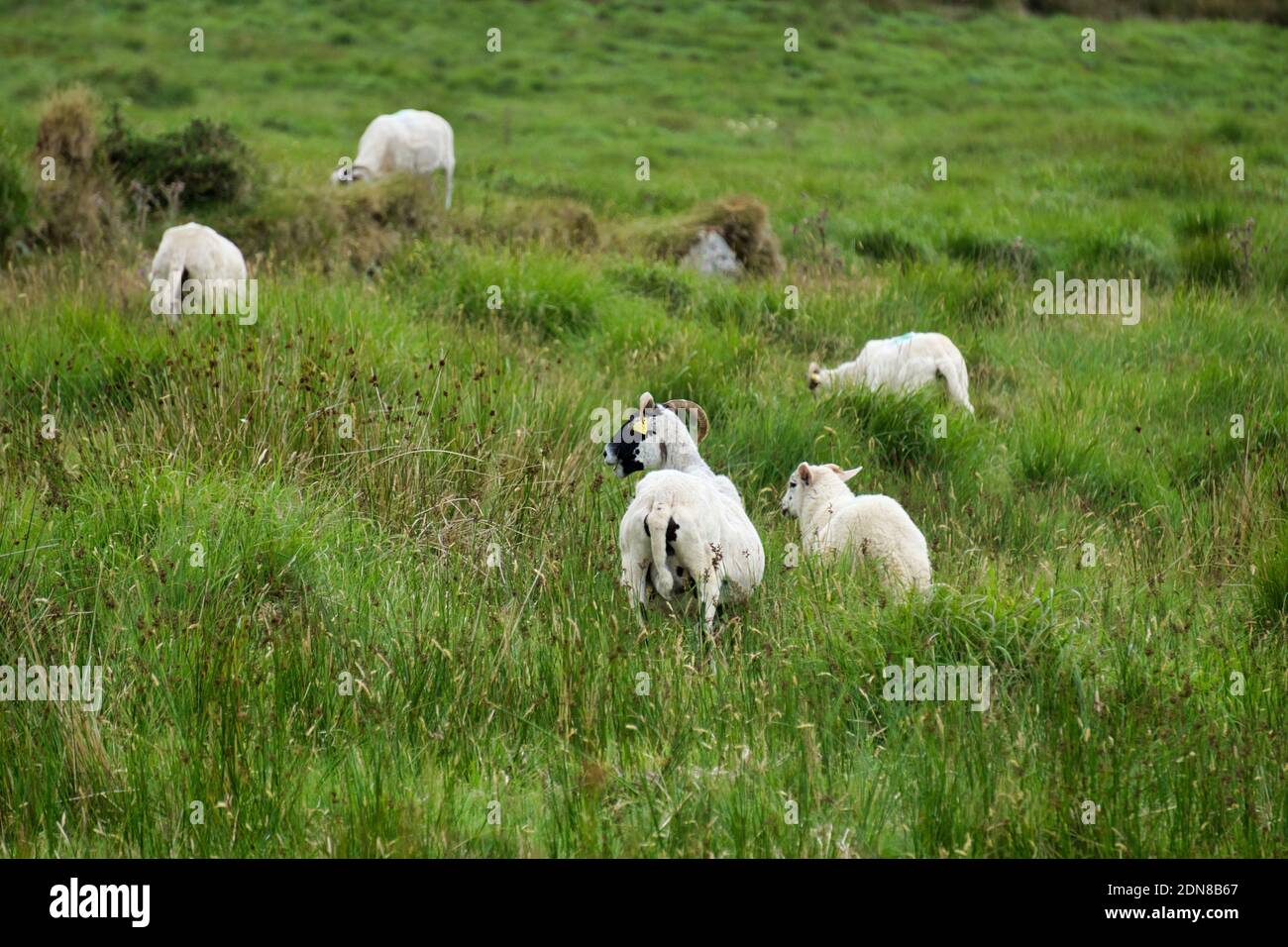 Five sheep sheep hi-res stock photography and images - Alamy