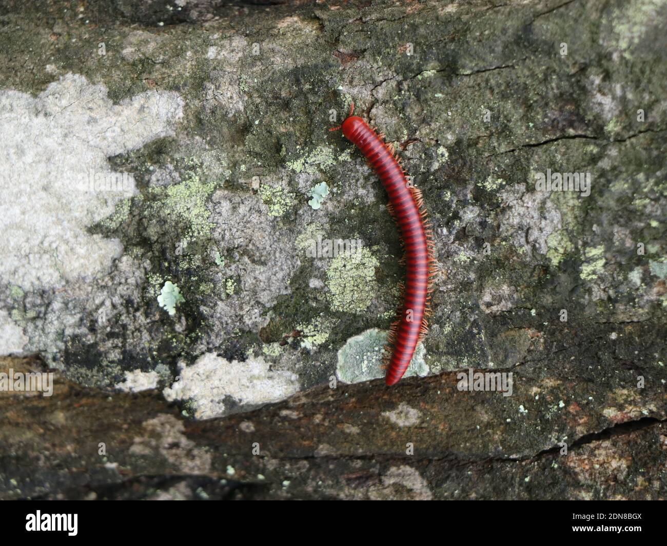 Millipede animal wildlife hi-res stock photography and images - Alamy