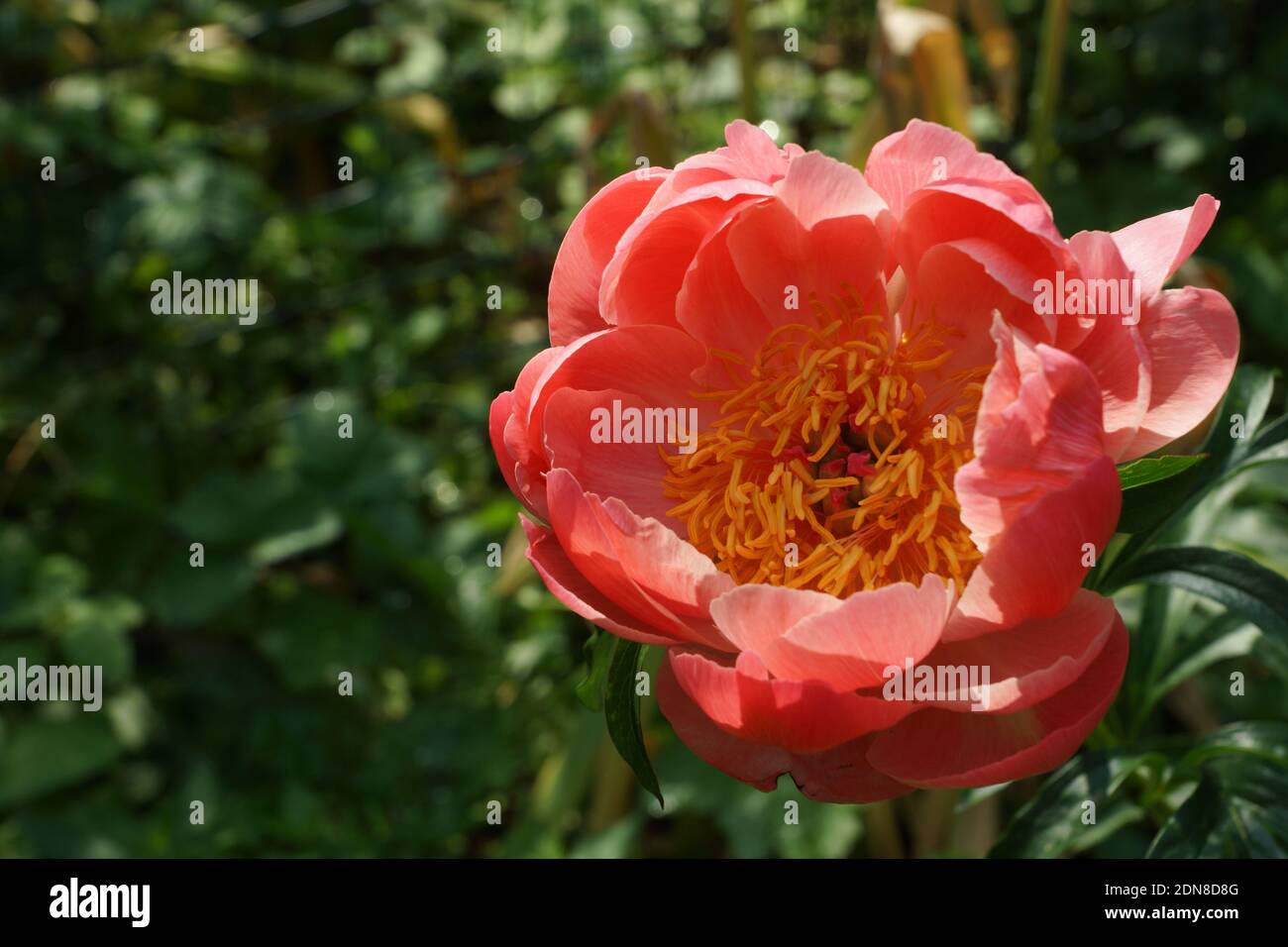 Paeonia Coral Magic. Semi-double pink peony flower. A beautiful coral ...