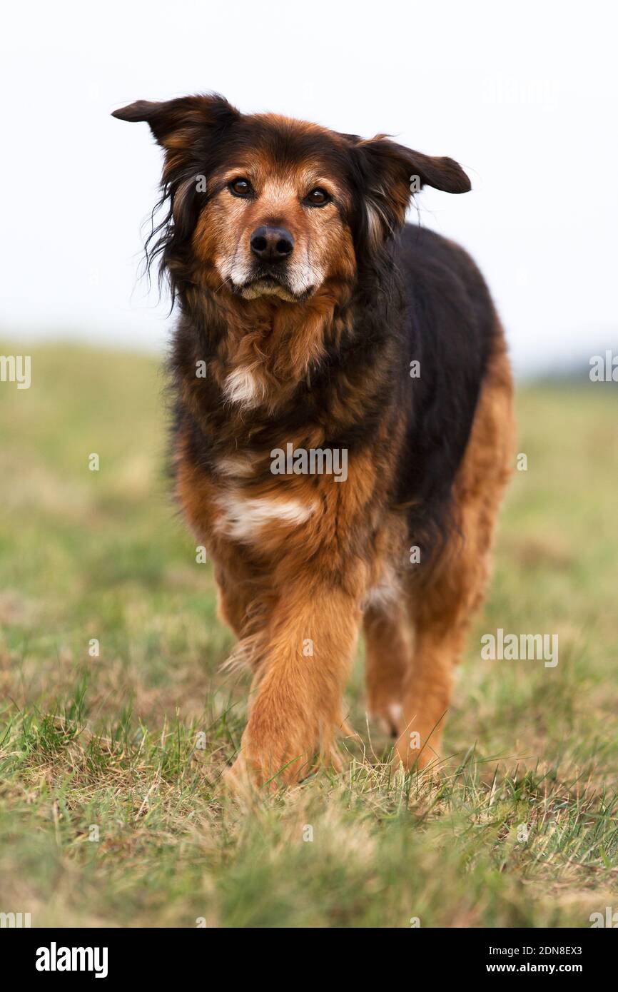 Tricolor and dog hi-res stock photography and images - Alamy
