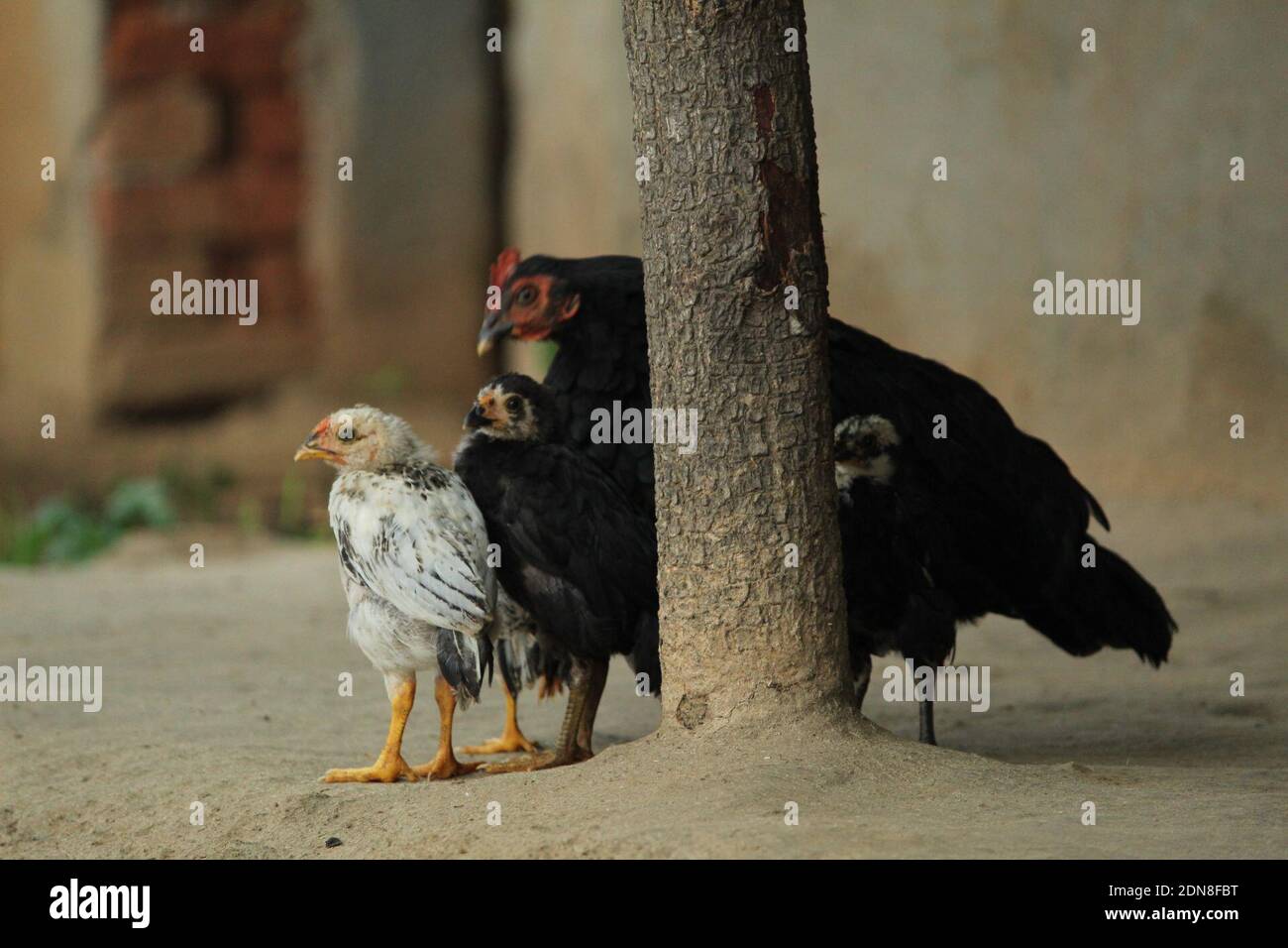Chicken Family On Field Stock Photo - Alamy