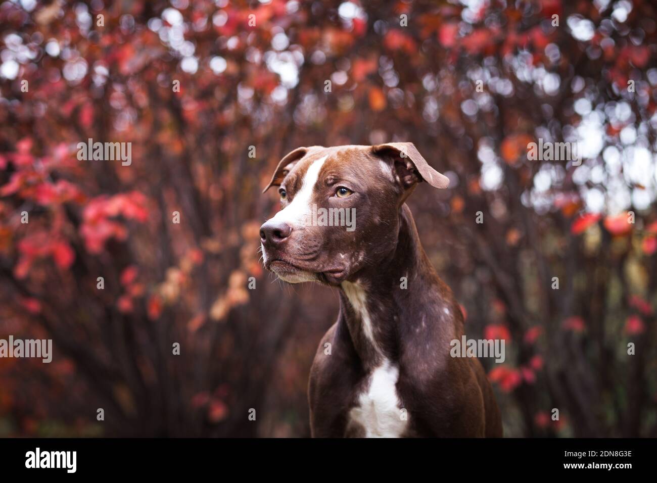 Portrait of a dog of breed a pit bull terrier against the background of ...