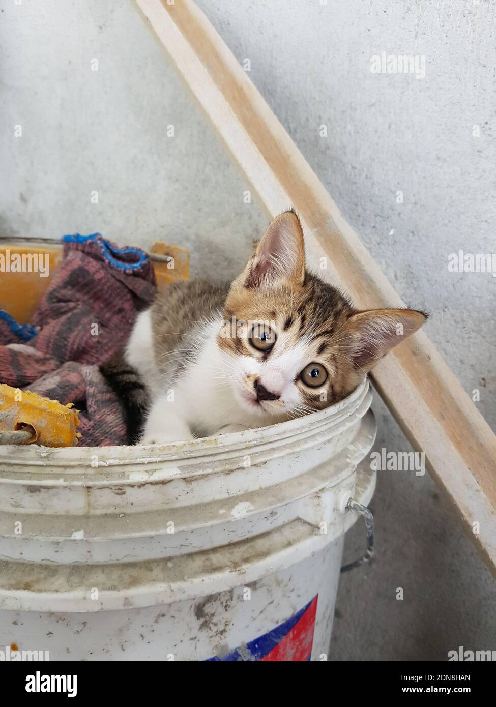Domestic cat bucket hi-res stock photography and images - Alamy
