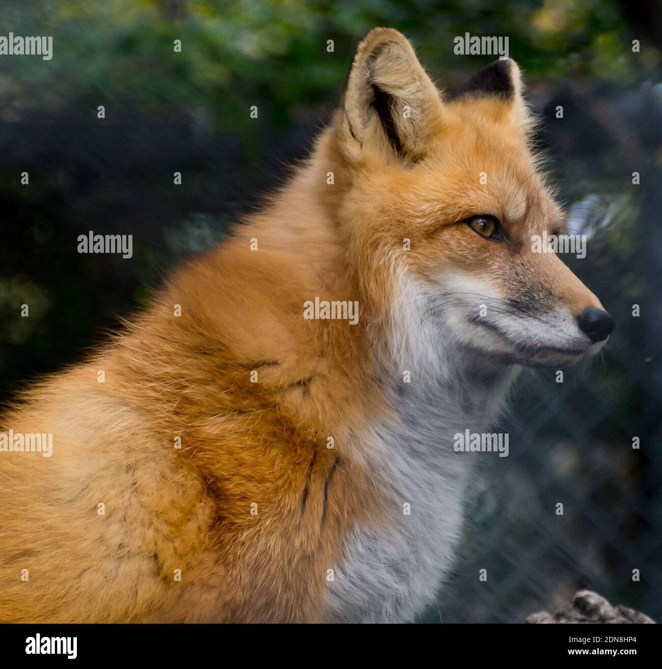 Red fox close up profile view hi-res stock photography and images - Alamy