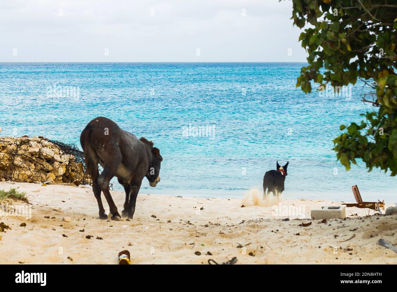 Donkey chasing hi-res stock photography and images - Alamy