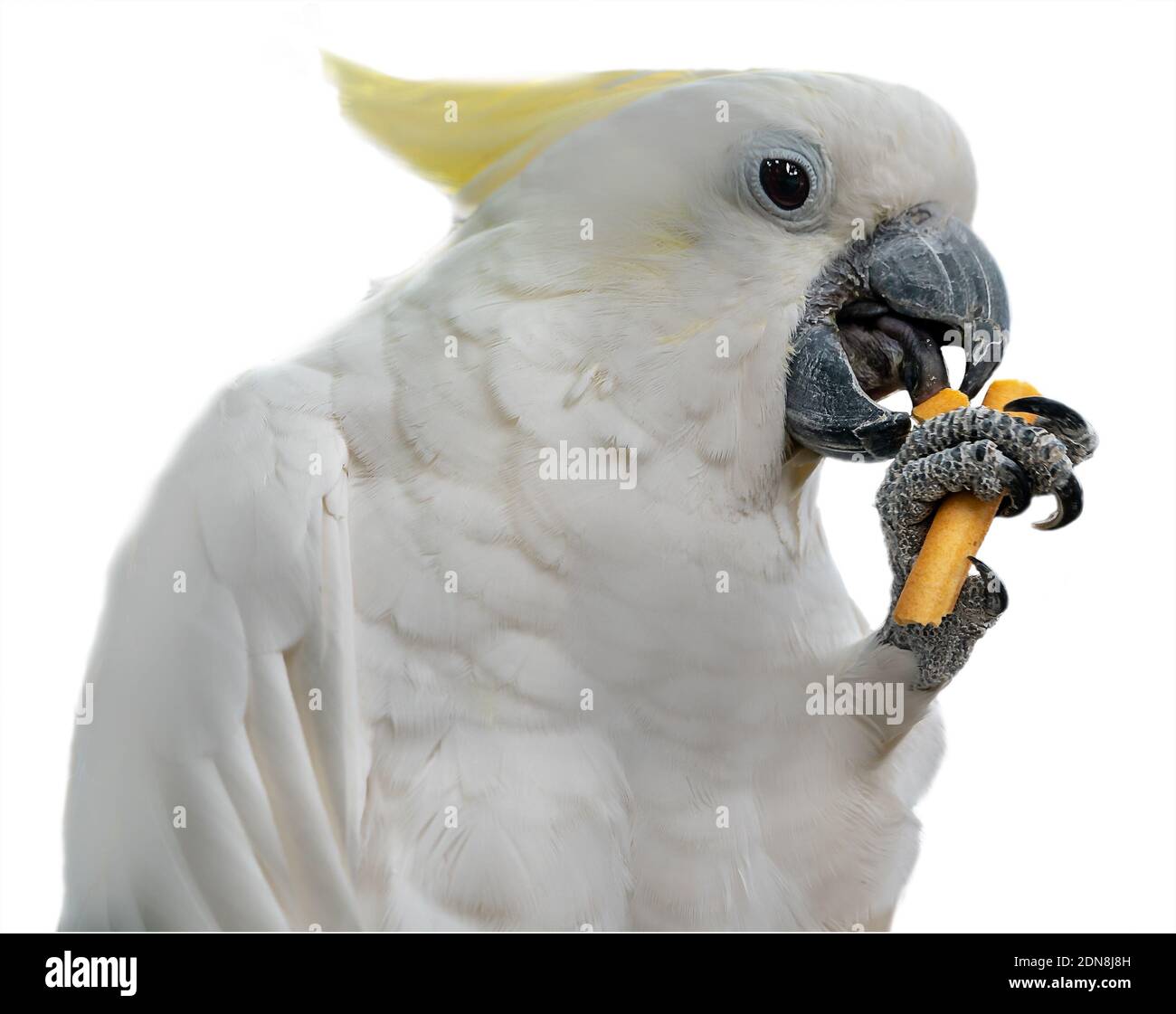 Cockatoo cut out hi-res stock photography and images - Alamy