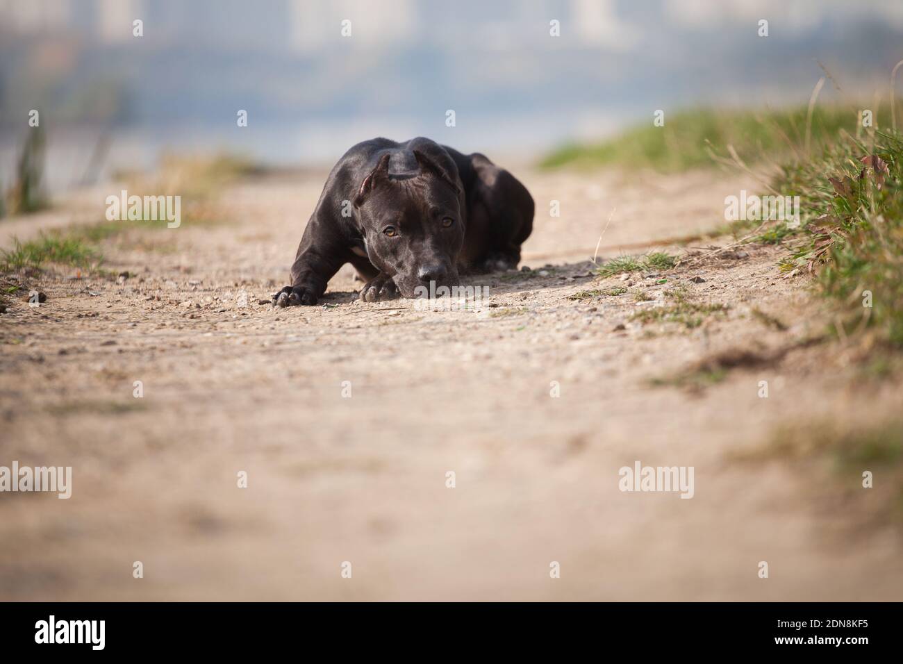 Sad black dog rock American Staffordshire terrier lies on sandy trail ...