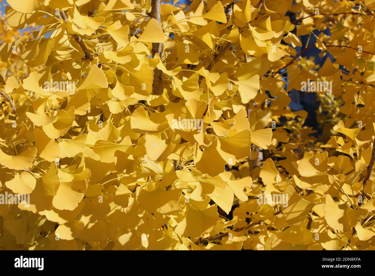 Ginkgo native hi-res stock photography and images - Alamy