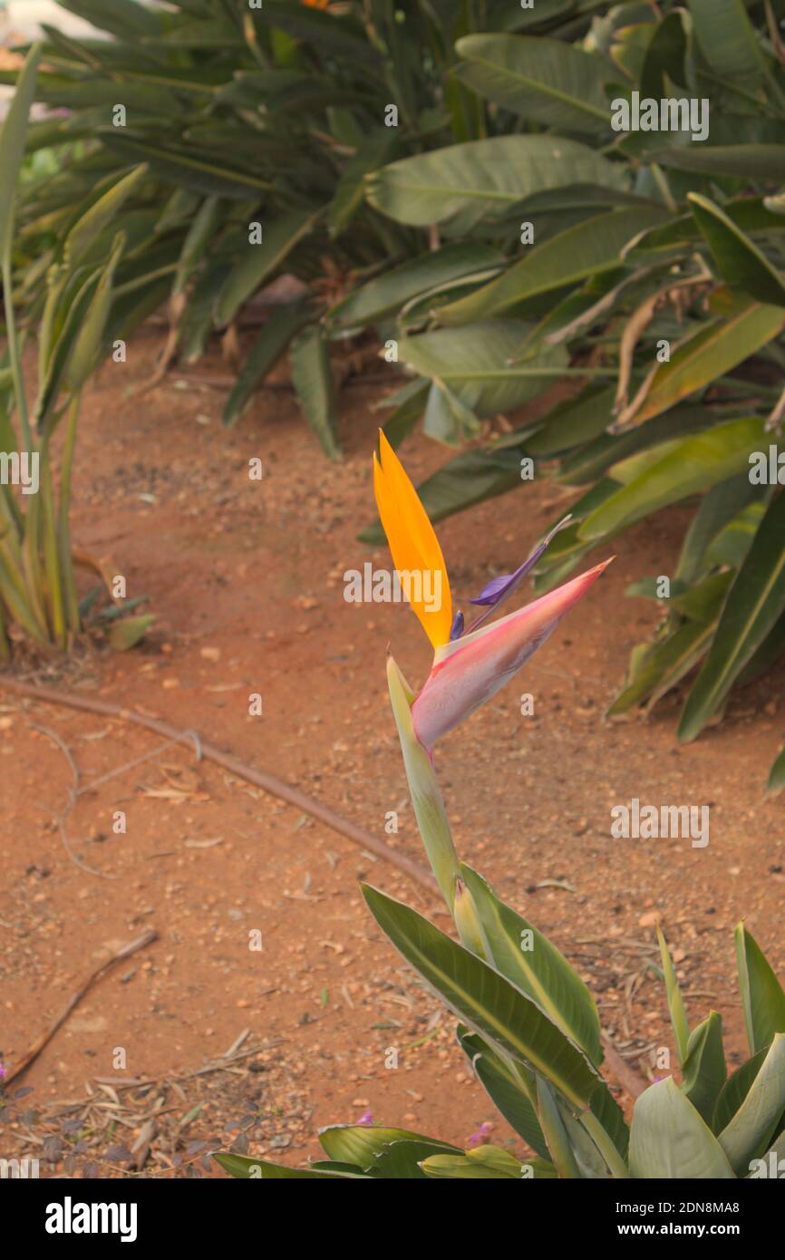 Closeup of a flower of the Strelitzia reginae or bird of paradise plant ...