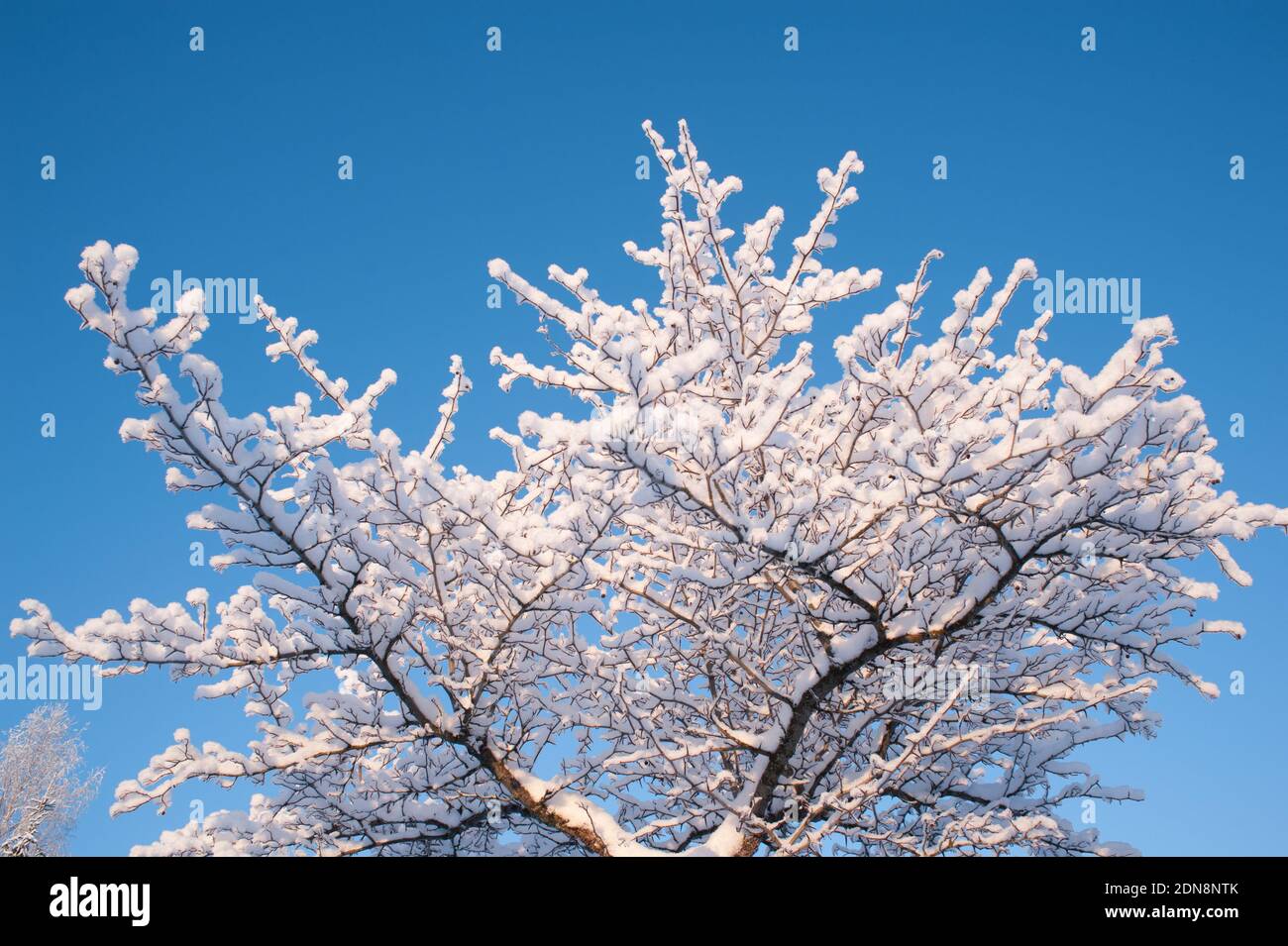 Hawthorn tree branches hi-res stock photography and images - Alamy