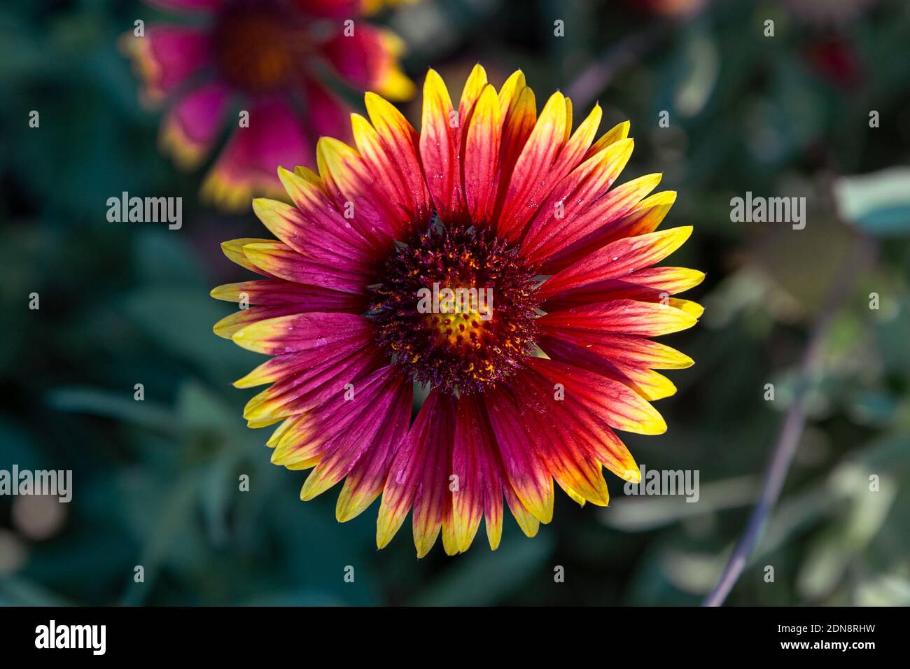 yellow and red flower in Al Khobar Saudi Arabia Stock Photo - Alamy