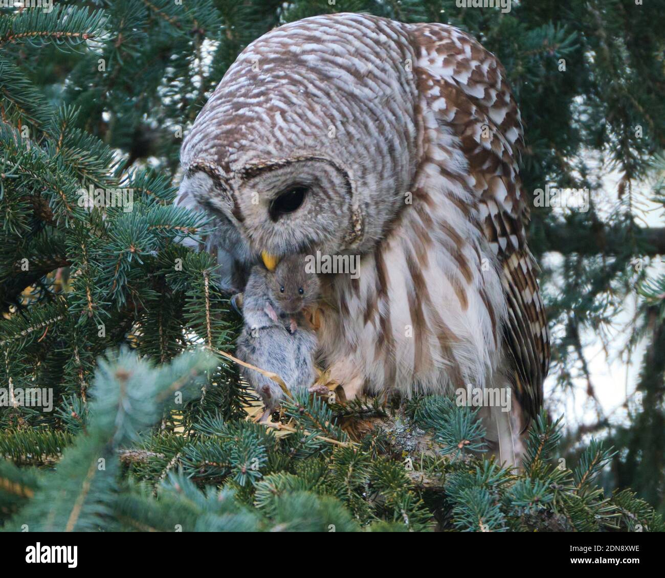 Owl active during day hi-res stock photography and images - Alamy