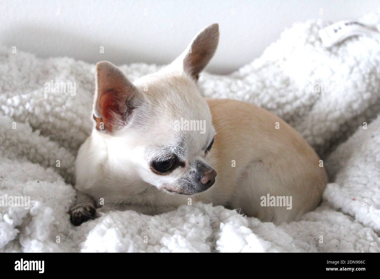 Chihuahua cookie hi-res stock photography and images - Alamy