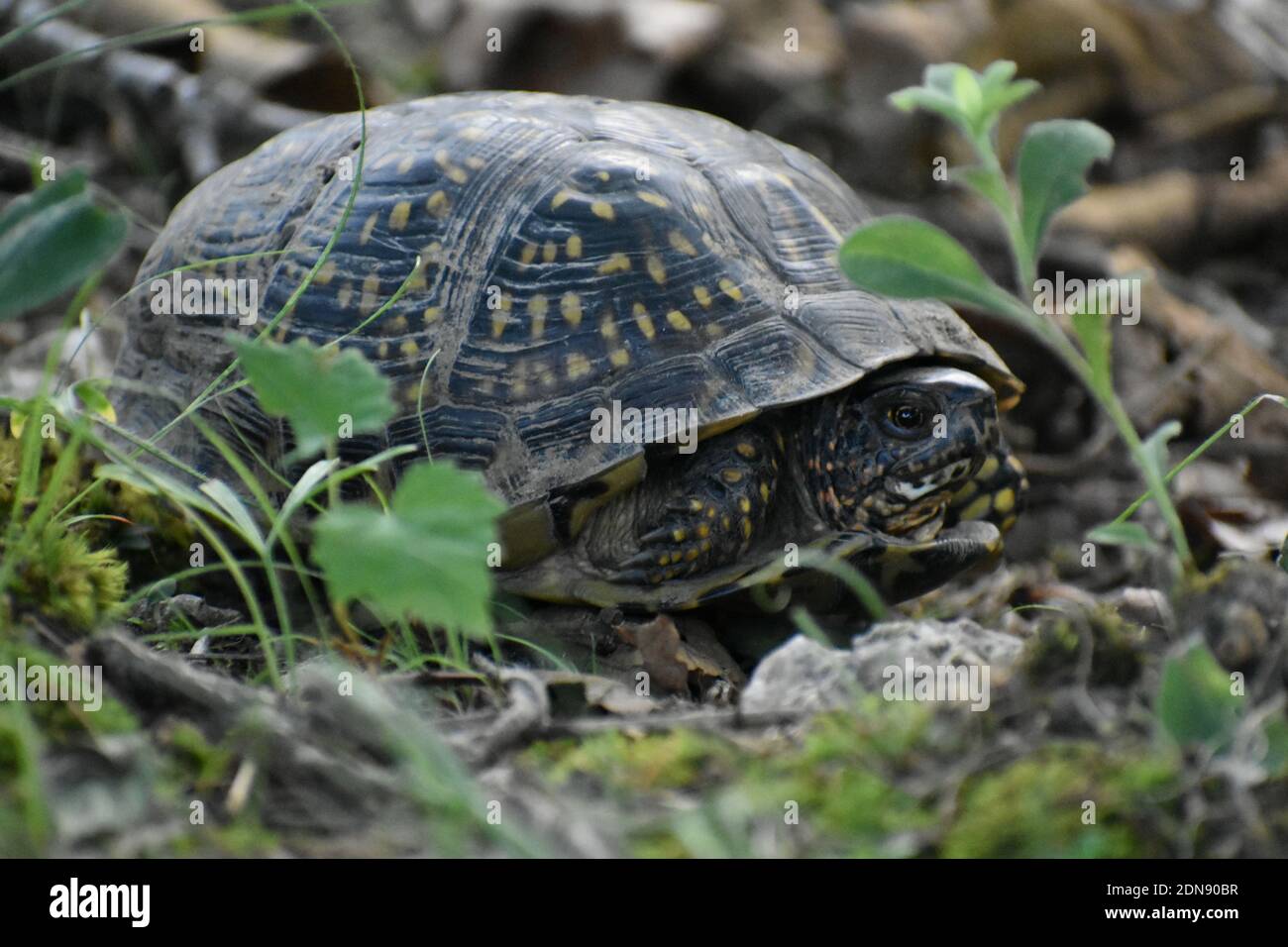 Box turtle head hi-res stock photography and images - Alamy