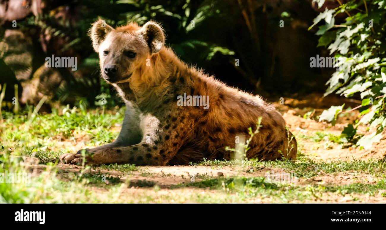 Hyena sitting hi-res stock photography and images - Alamy