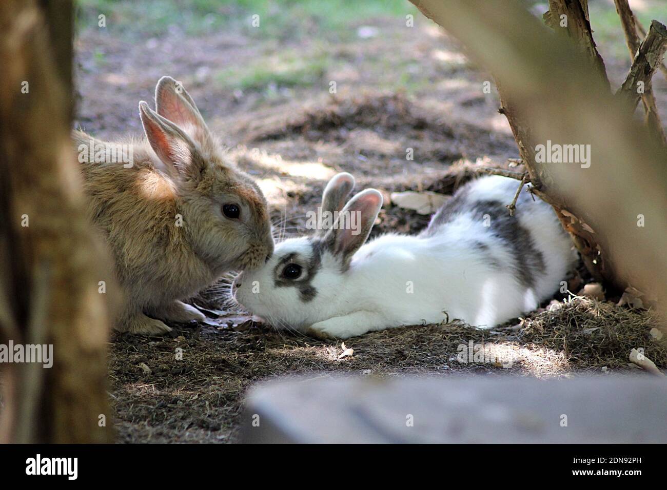 Group of bunnies hi-res stock photography and images - Alamy