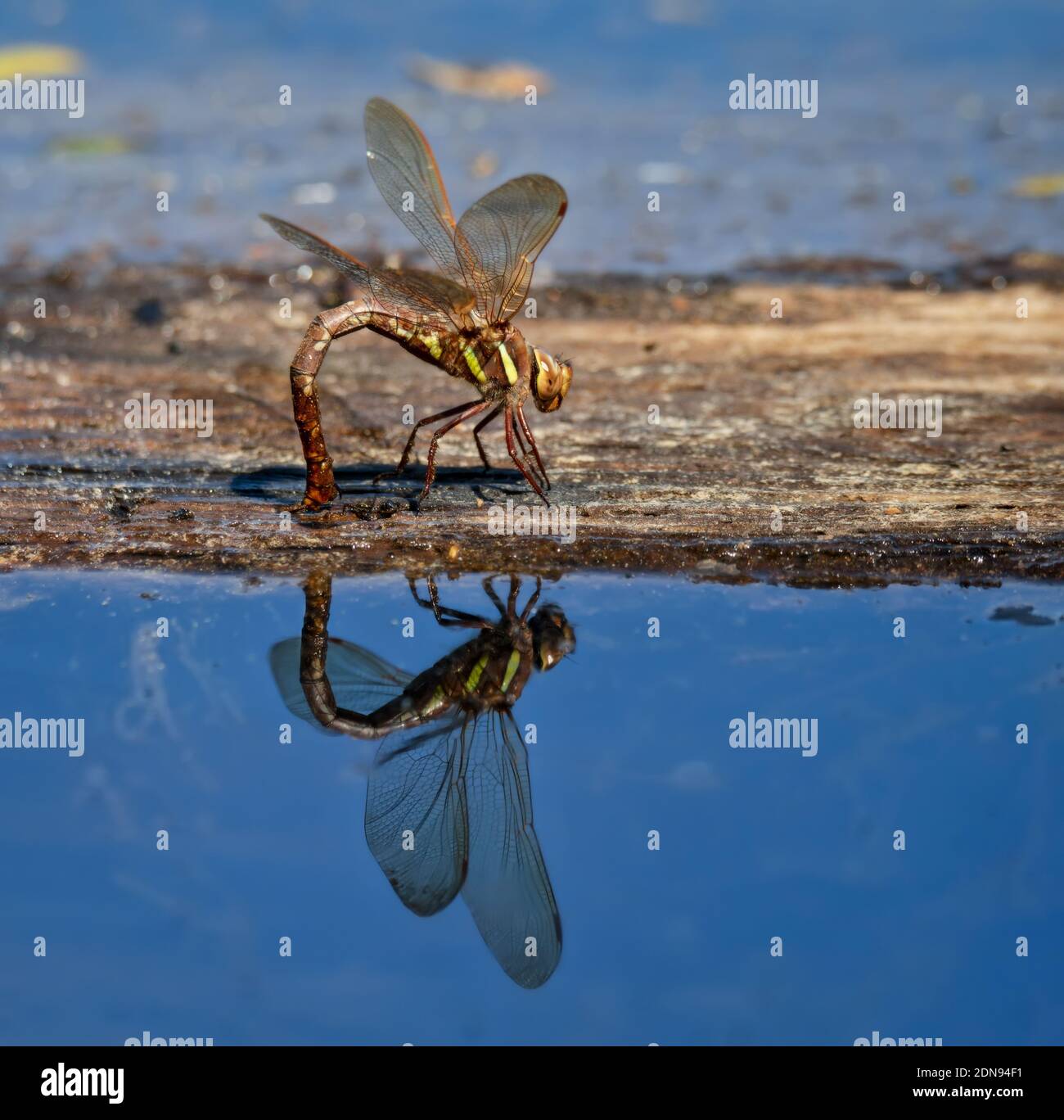 Dragonfly eggs close up hi-res stock photography and images - Alamy