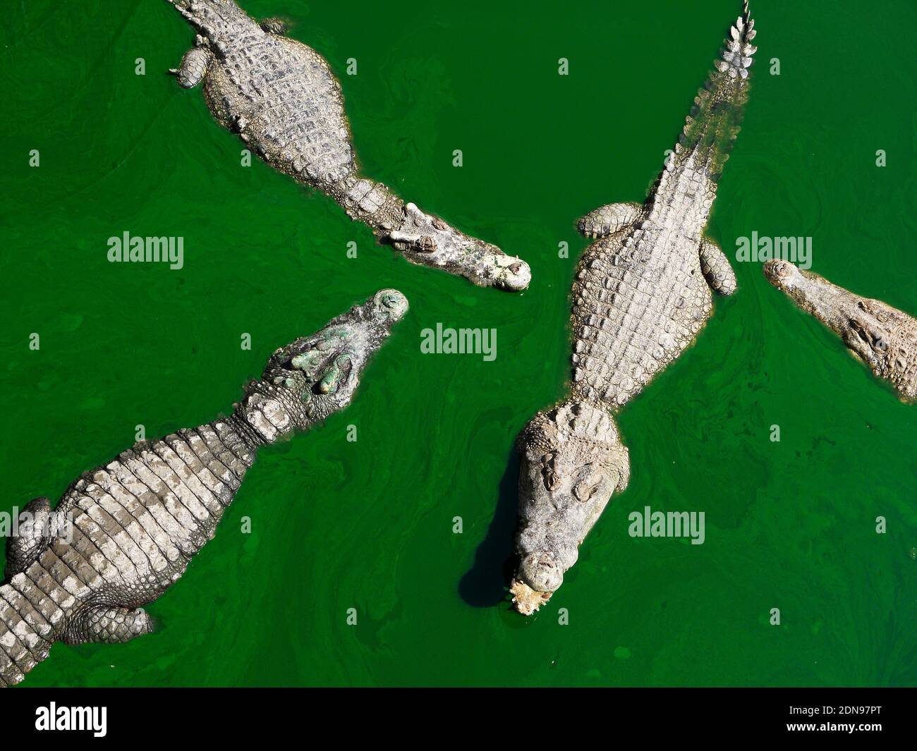 Alligator in algae hi-res stock photography and images - Alamy