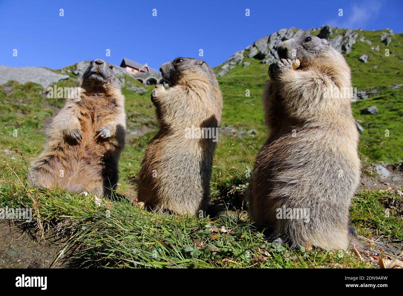 Three standing marmots in the high Alps of Austria Stock Photo - Alamy