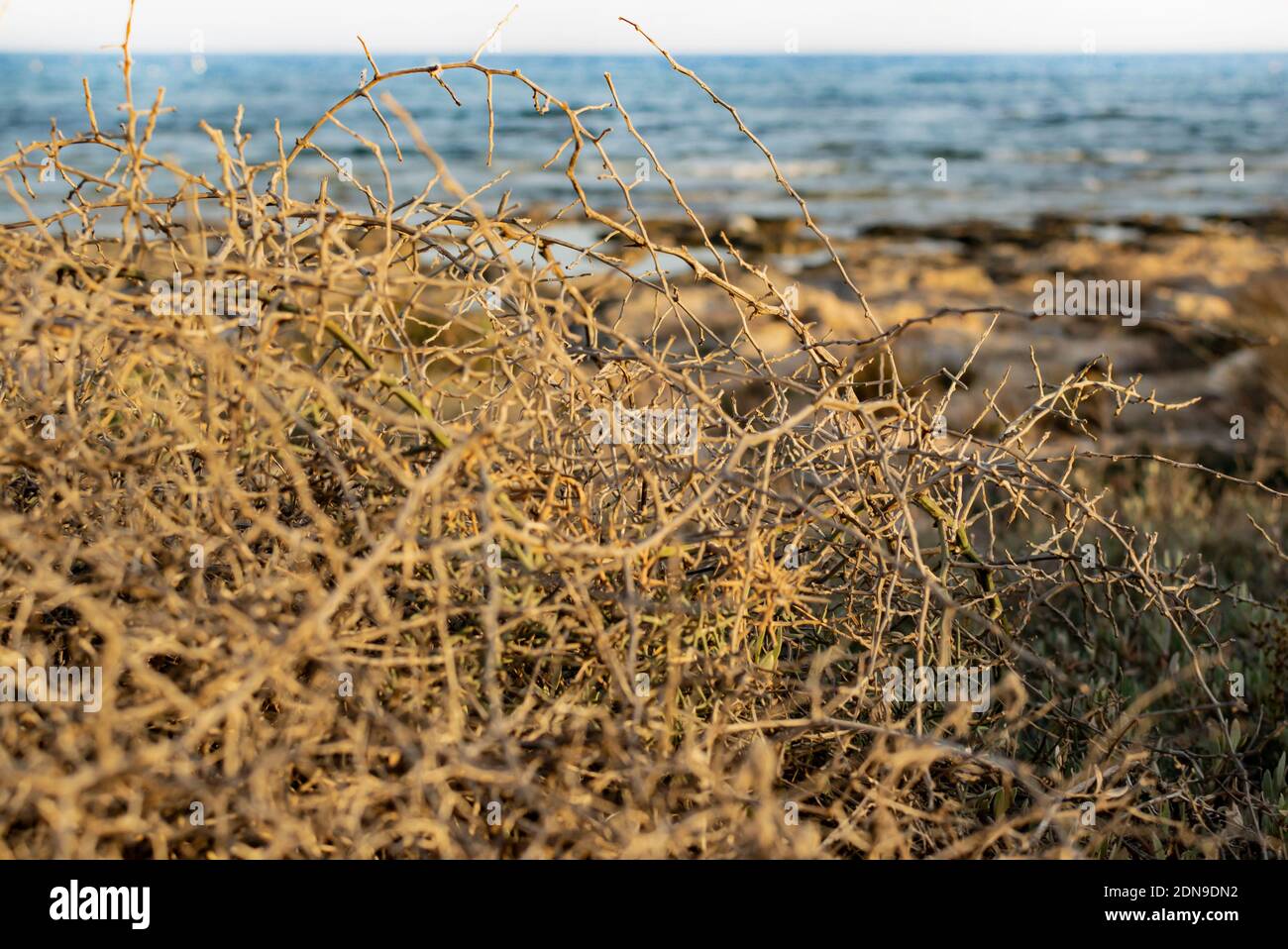 Dry bush in Ayia Napa coast in Cyprus Stock Photo - Alamy