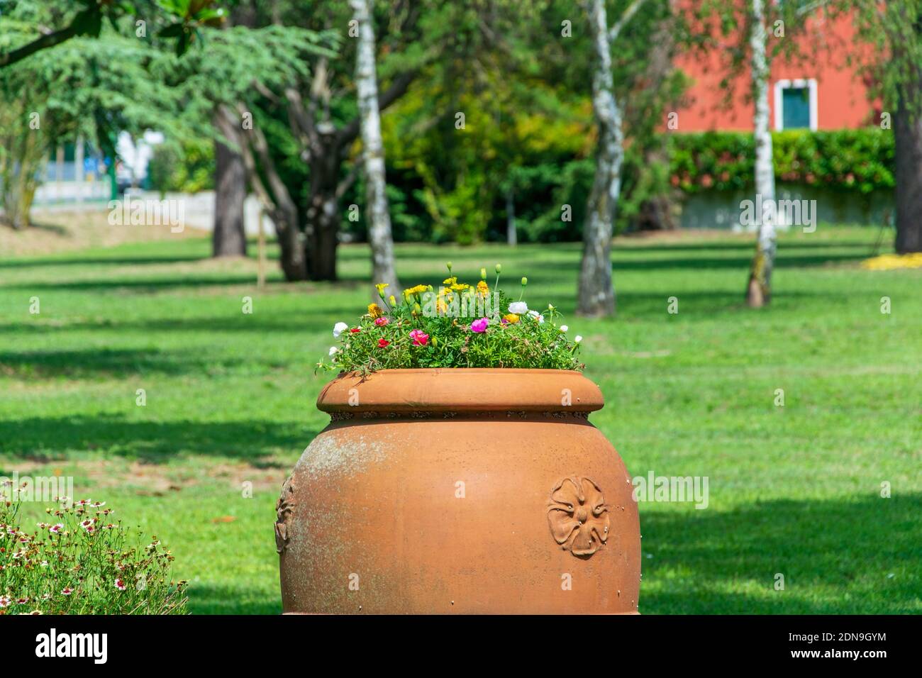 Cosmos flower in pot hi-res stock photography and images - Alamy