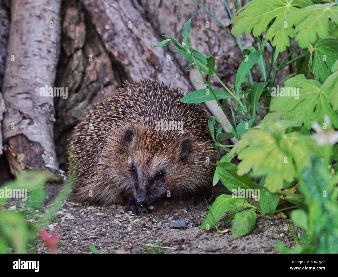 Hedgehog in forest hi-res stock photography and images - Alamy