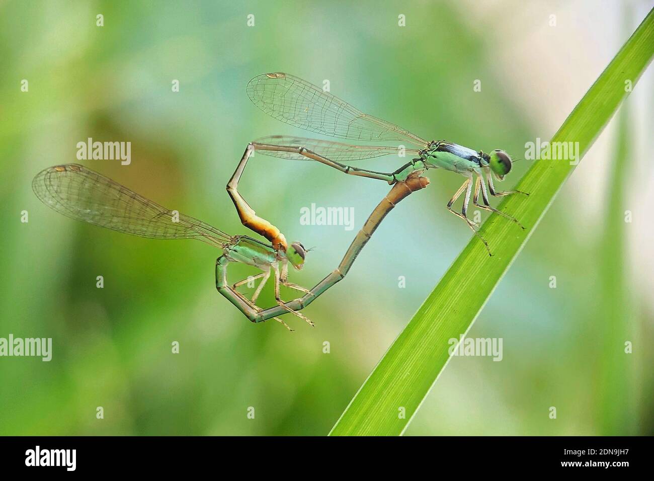 Mating damselfly heart hi-res stock photography and images - Alamy