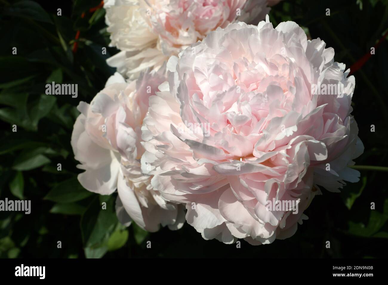 Paeonia Pillow Talk. Double pink peony flower. Paeonia lactiflora ...