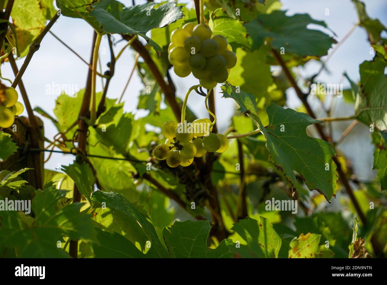 Small clusters of grapes hi-res stock photography and images - Alamy