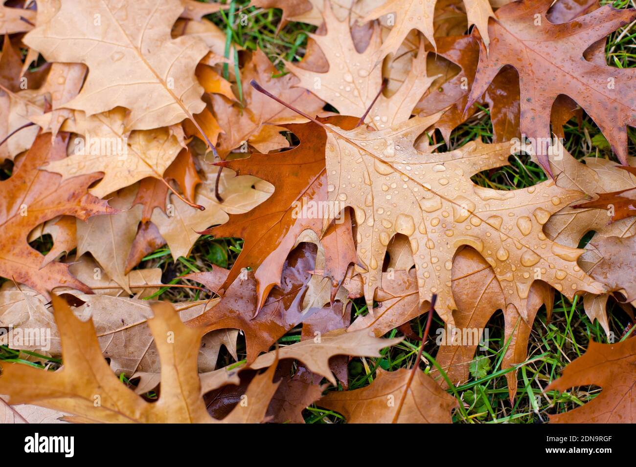 wet after rain autumn fallen leaves Stock Photo - Alamy