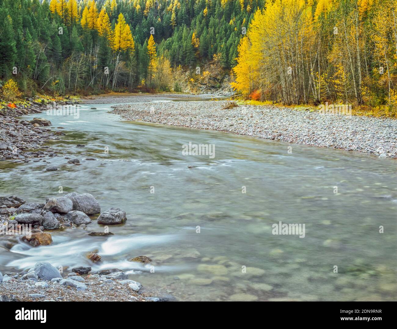 fall colors along the middle fork flathead river at the confluence with ...
