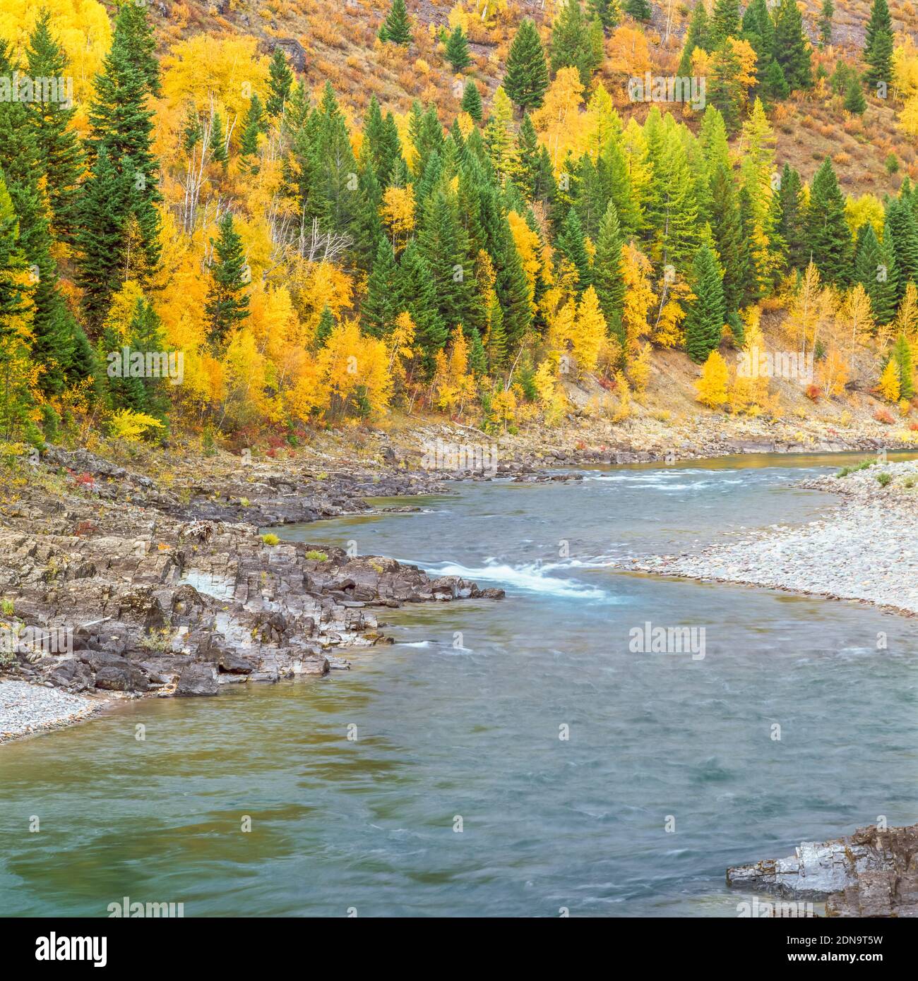 fall colors along the middle fork flathead river along the border of ...