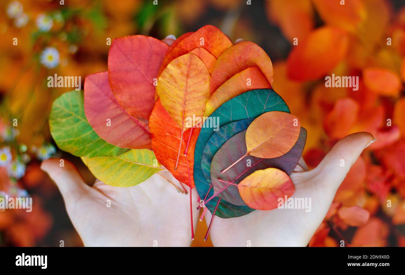 Leaves spread hi-res stock photography and images - Alamy