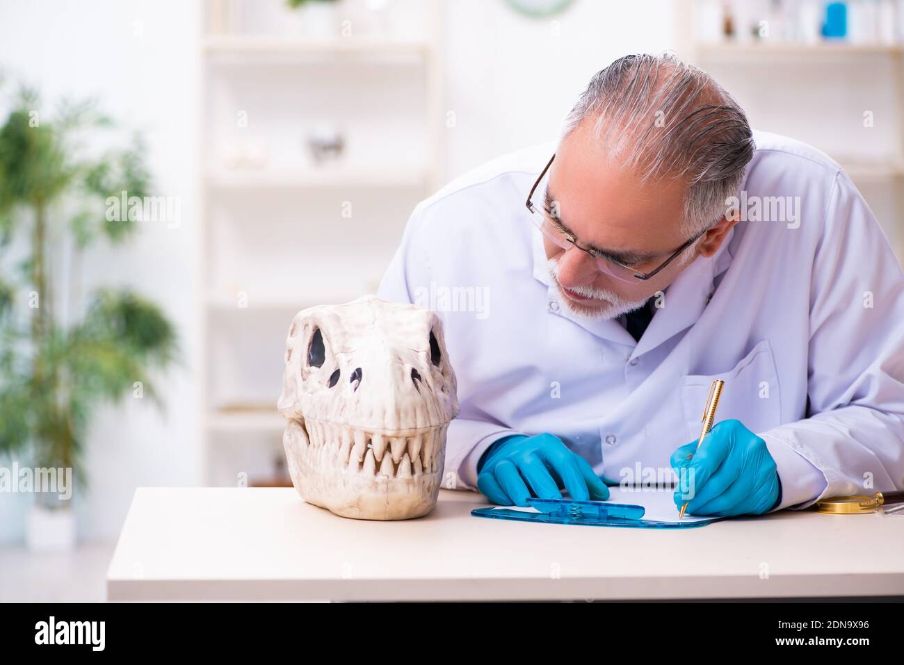 Old male paleontologist working in the lab Stock Photo - Alamy