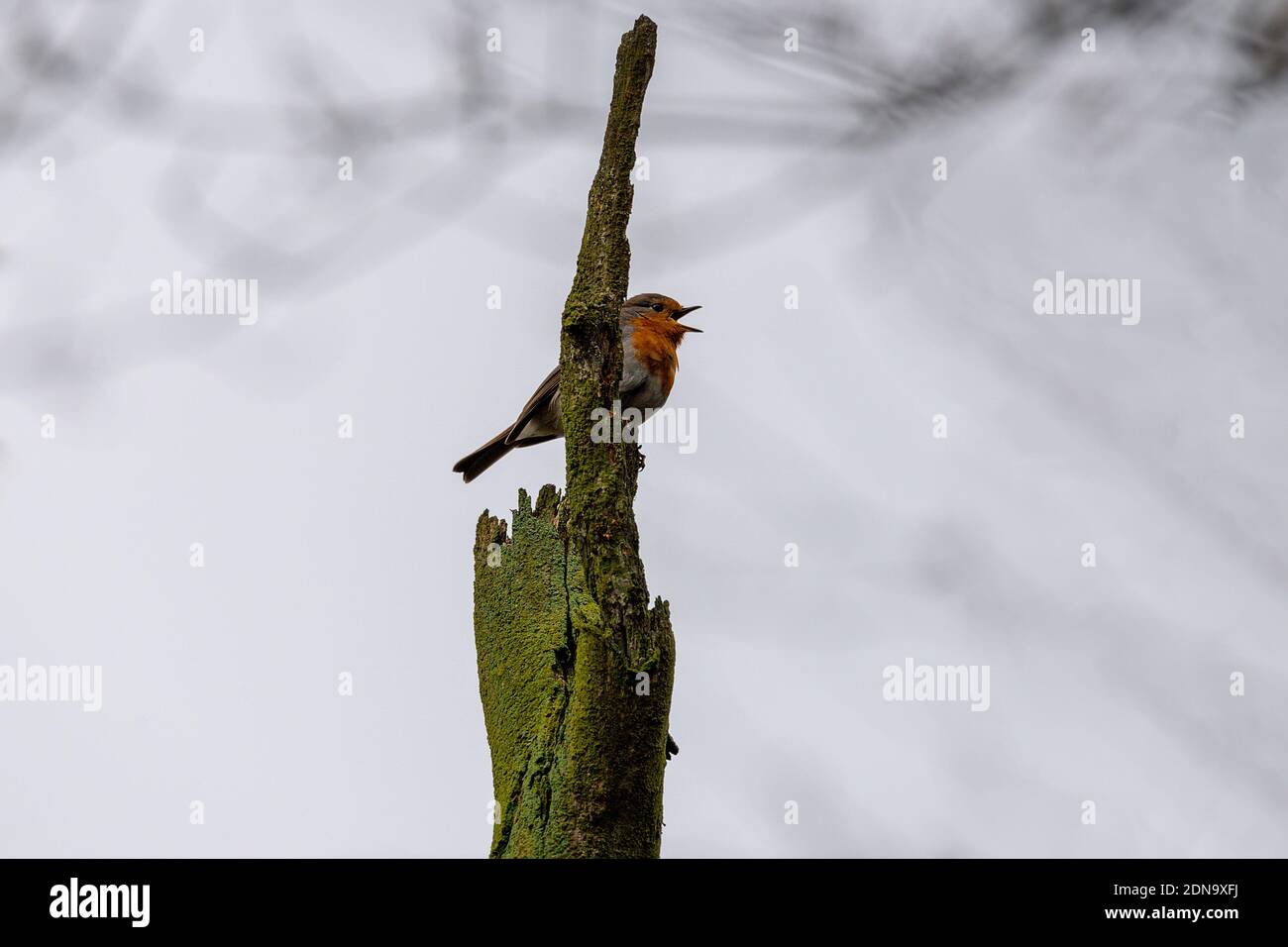 A little bird singing in a rotten tree Stock Photo - Alamy