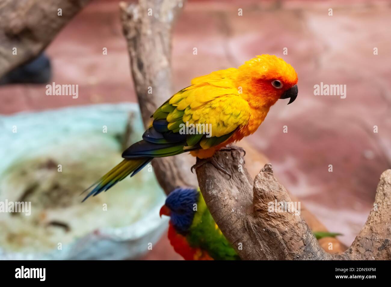Parrot stands hi-res stock photography and images - Alamy