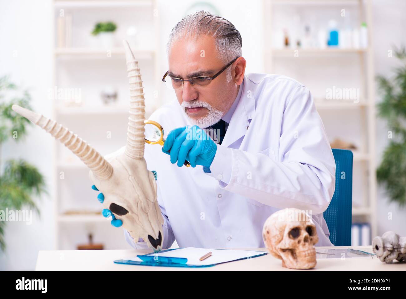 Old male paleontologist working in the lab Stock Photo - Alamy