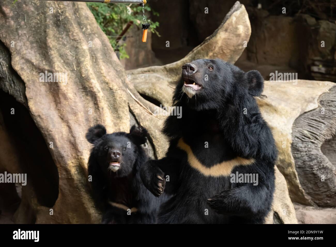 Feeding poles hi-res stock photography and images - Alamy